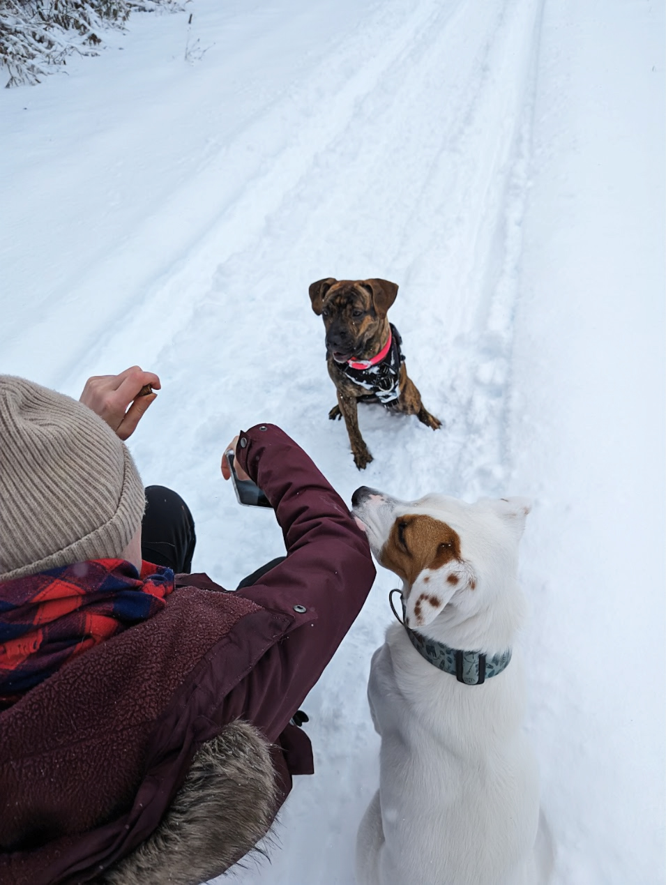 Safe, comfortable, and loving environment for dogs. – We treat your dog ...